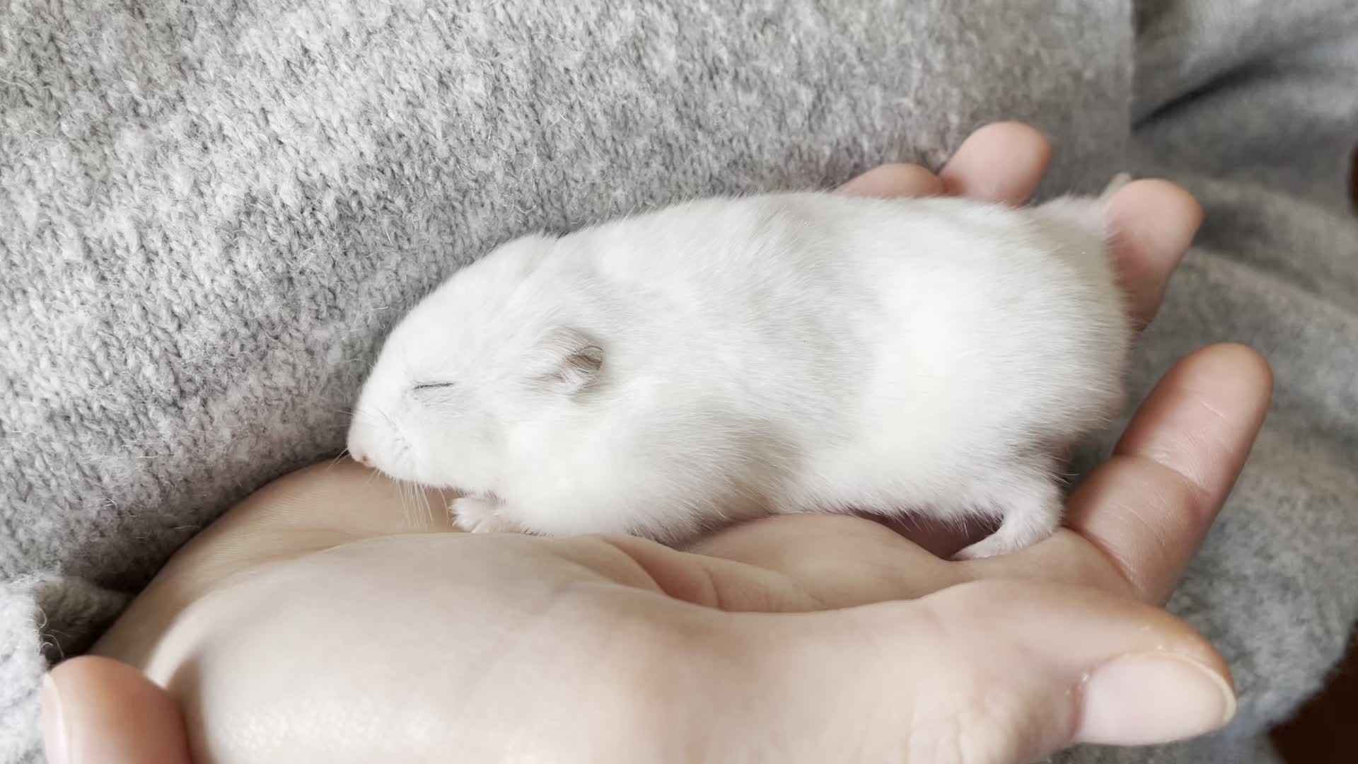 Alles over de winterslaap en winterverlamming bij hamsters - Hamstr.nl