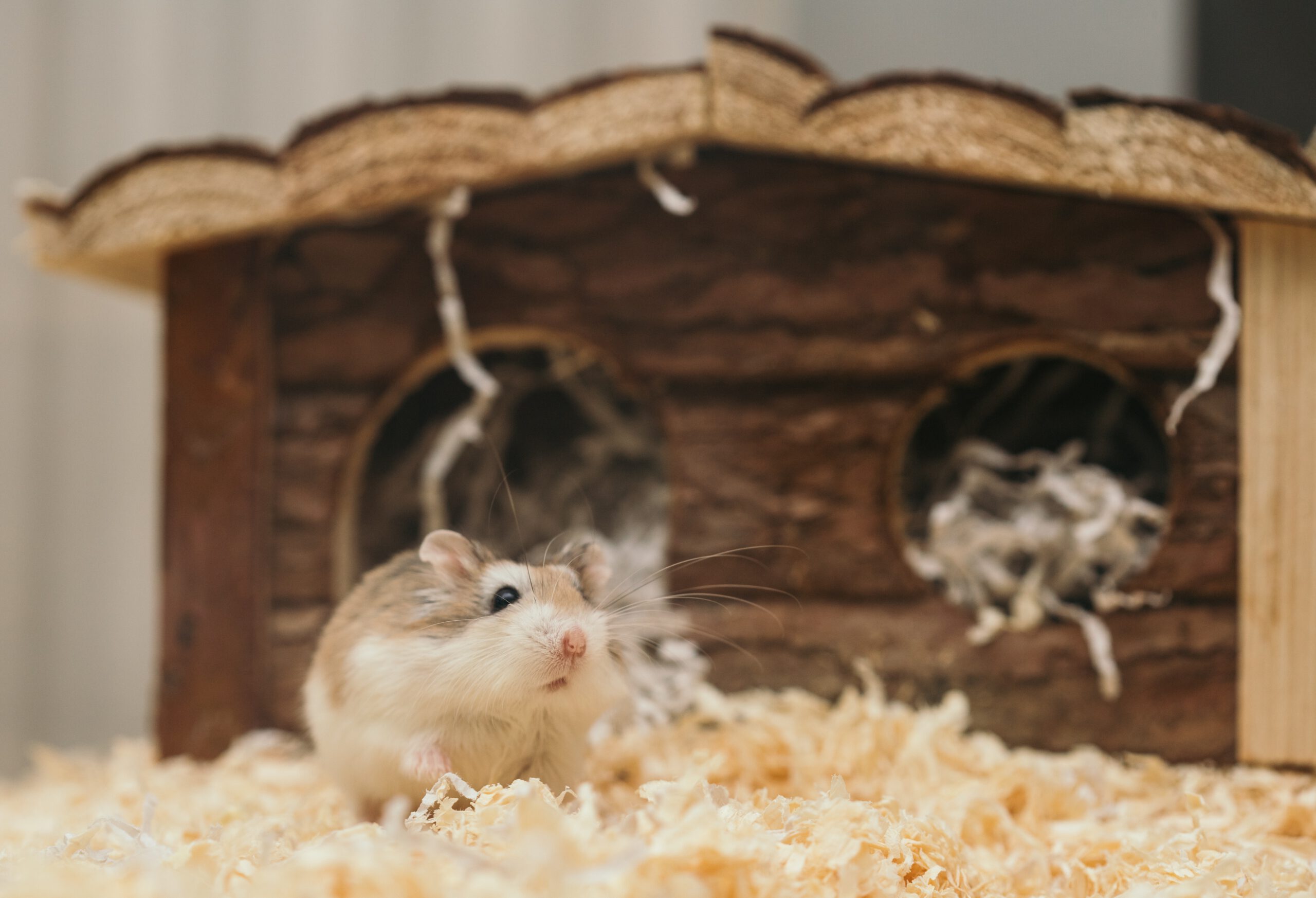 Welke soorten hamsters kun je als huisdier houden? - Hamstr.nl